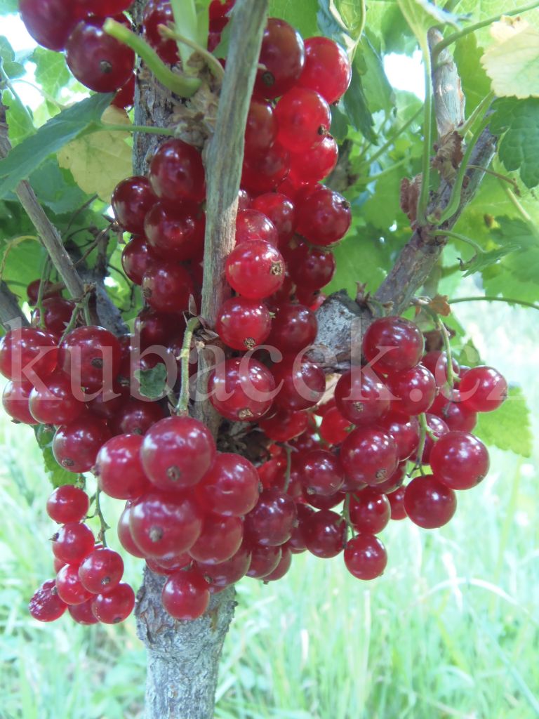 Rubigo | Ovocná školka a sady Střílky